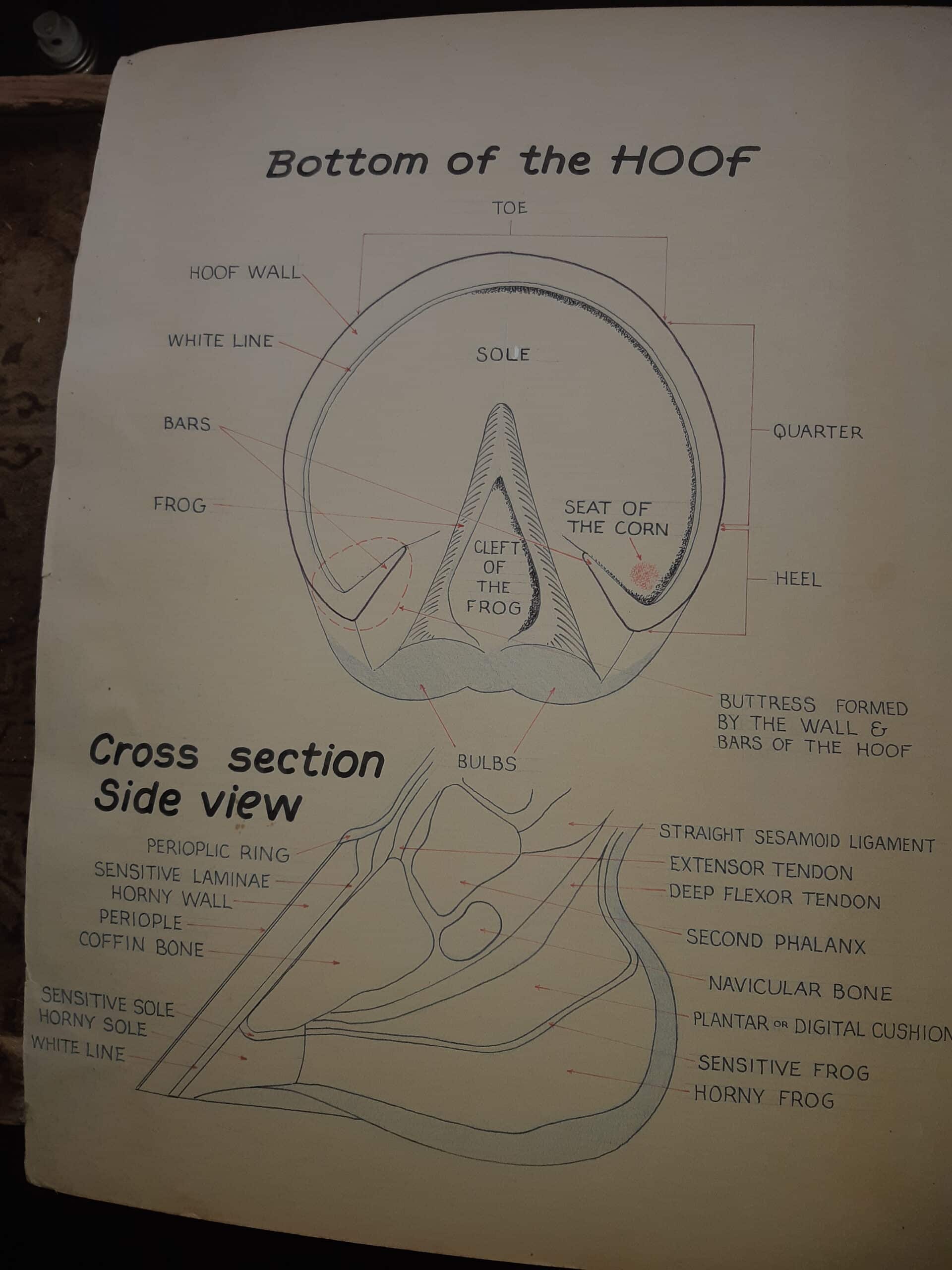 Horse Hoof Anatomy Diagram Horse Sheath Diagram